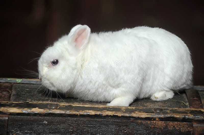 White rabbit stock photo. Image of rabbit, vertical, live - 23540960