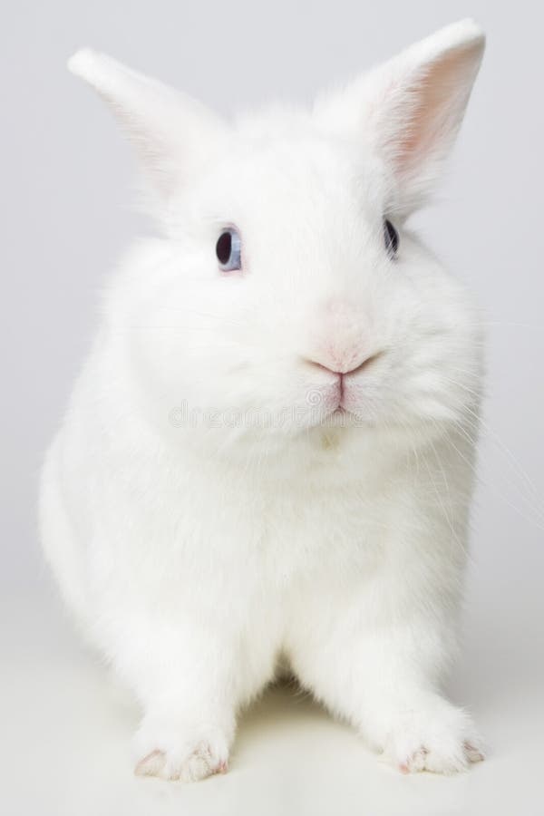 White Rabbit stock image. Image of mammal, white, ears - 14186109