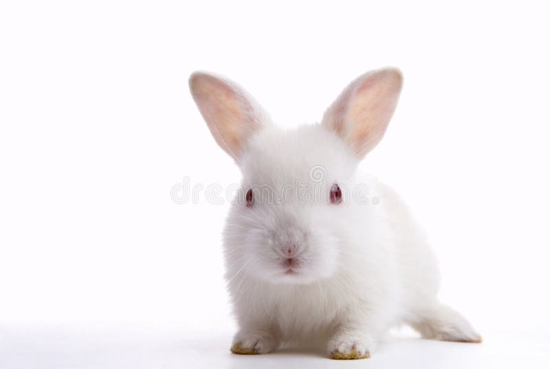 White rabbit stock image. Image of baby, youngling, downy - 3254909