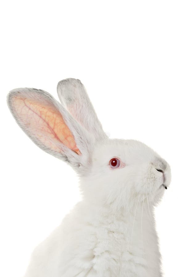 130,812 White Rabbit Stock Photos - Free & Royalty-Free Stock Photos ...