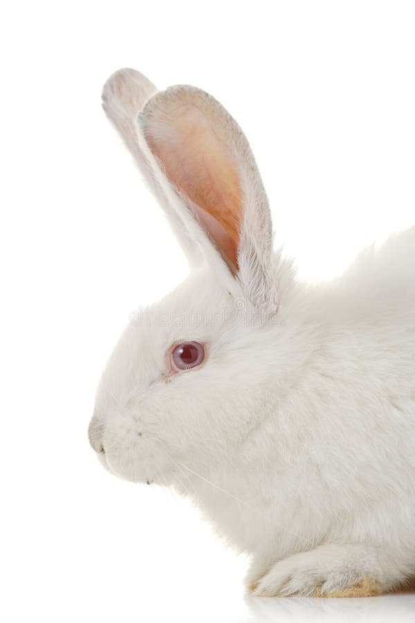 133,191 White Rabbit Stock Photos - Free & Royalty-Free Stock Photos ... 133,191 White Rabbit Stock Photos - Free & Royalty-Free Stock Photos ...