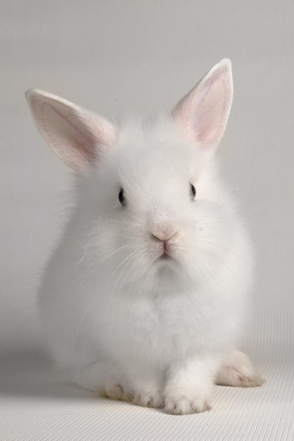 Cute baby rabbit stock image. Image of cuddly, mammal - 13750603