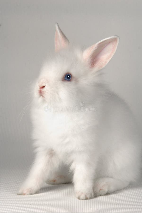 White Rabbit Stands on Its Hind Legs Isolated on White Background Stock ...