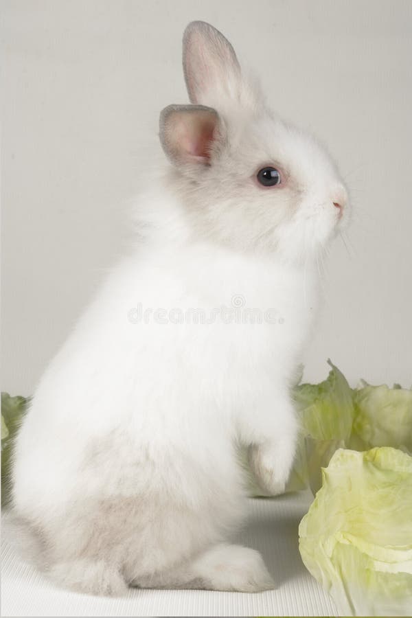 White Rabbit Stands on Its Hind Legs Isolated on White Background Stock ...