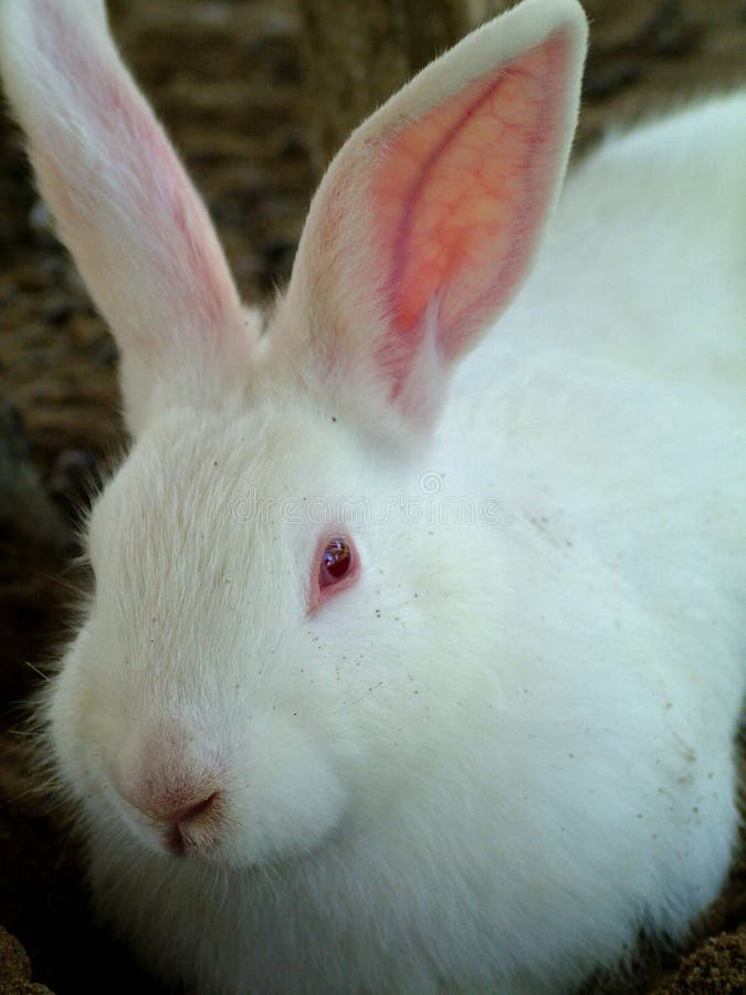 White rabbit stock image. Image of farm, holiday, seasonal - 90005