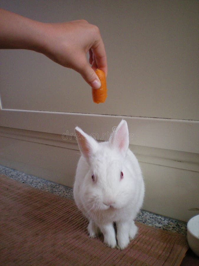 White Rabbit Picture. Image: 6127873