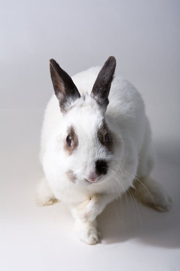 White rabbit stock photo. Image of rabbit, black, ears - 8473218