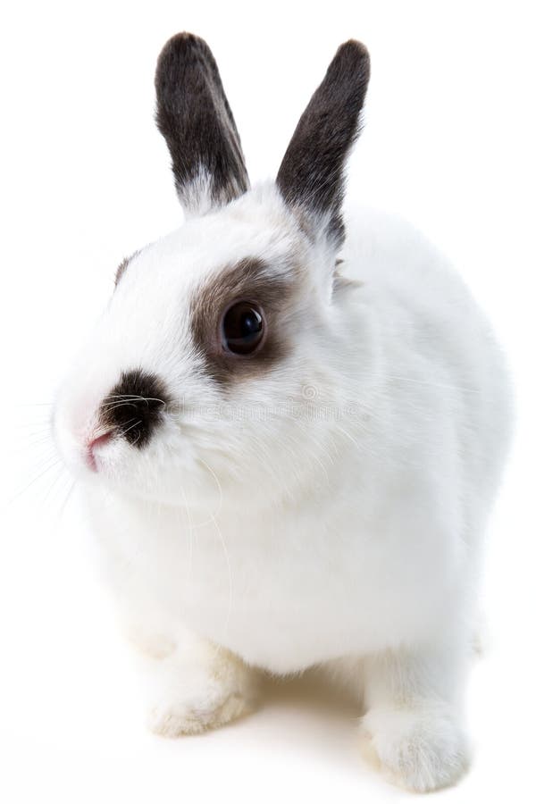 White Rabbit Picture. Image: 8473026