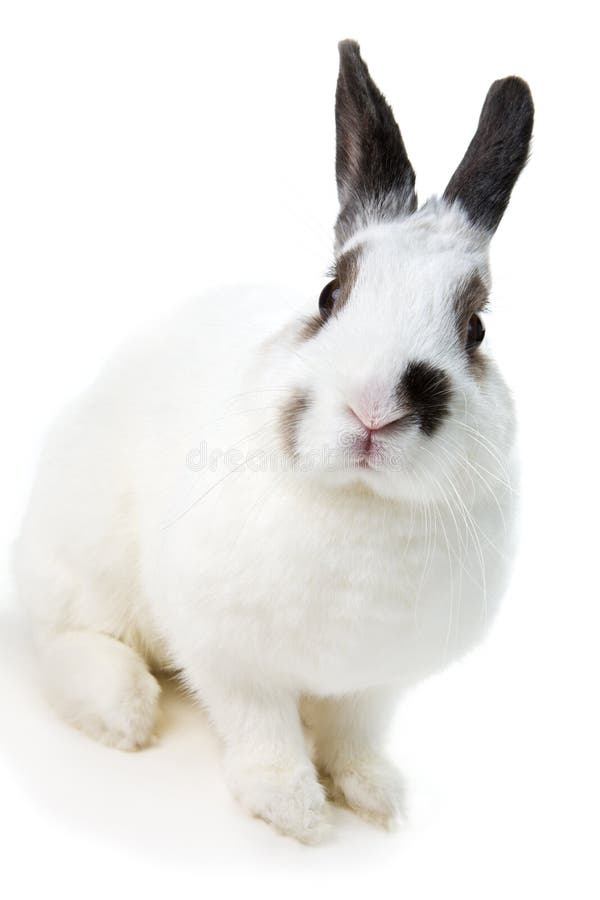 White rabbit stock photo. Image of rabbit, black, ears - 8473218