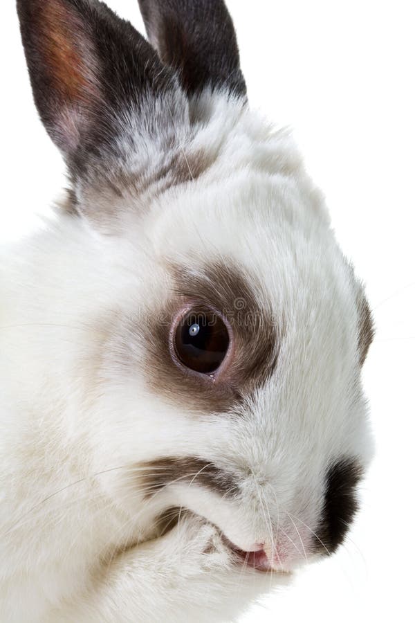 White rabbit stock image. Image of head, hare, cute, vertical - 8475863