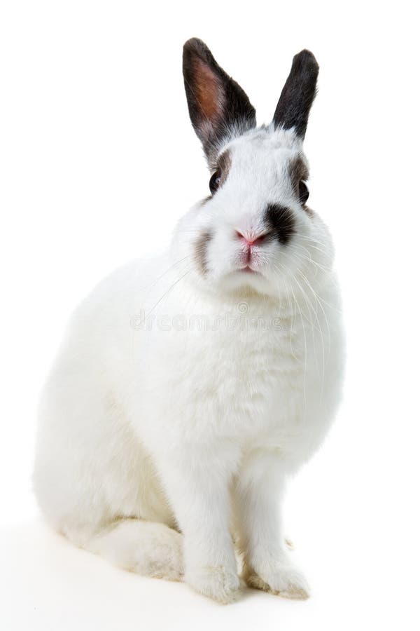 Bunny Rabbit stock photo. Image of foreign, african, mammals - 2076066