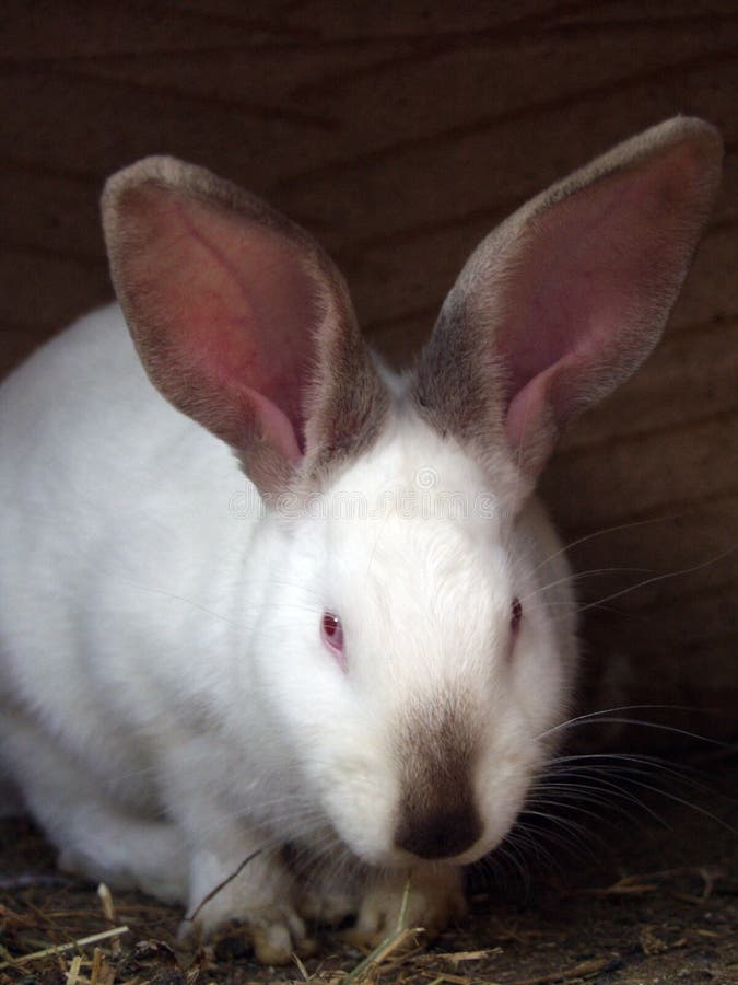 132,948 White Rabbit Stock Photos - Free & Royalty-Free Stock Photos ...