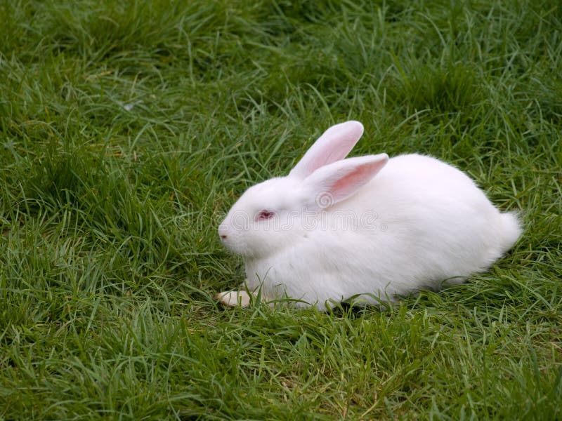 122,643 White Rabbit Stock Photos - Free & Royalty-Free Stock Photos ...