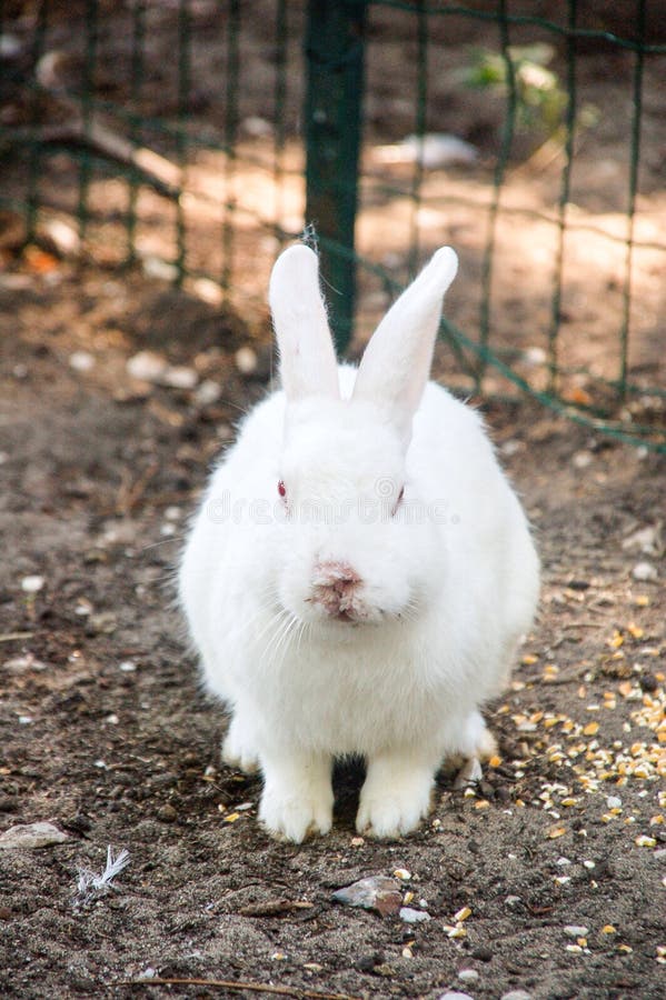 White rabbit stock photo. Image of eyes, white, rabbit - 43374518
