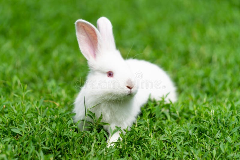 White Rabbit, Albino with Red Eyes, Sits in the Grass Stock Photo ...