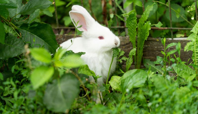 White Rabbit, Albino with Red Eyes, Sits in the Grass Stock Image ...
