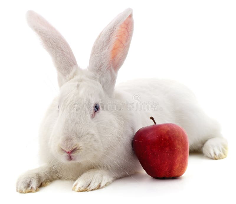 One white rabbit stock image. Image of mammals, affectionate - 171199825