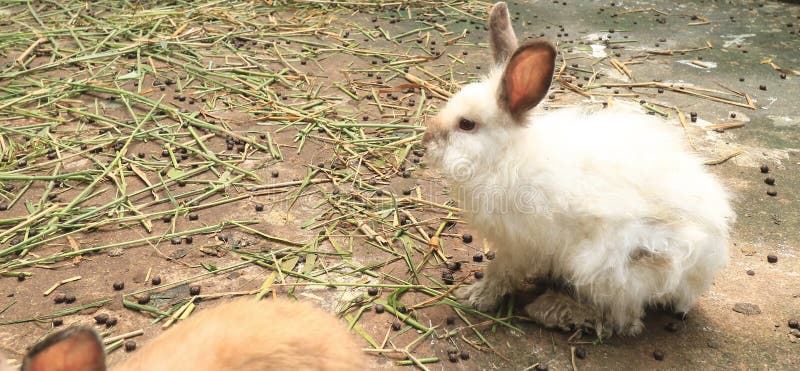 White rabbit stock image. Image of green, carrot, little - 80731817