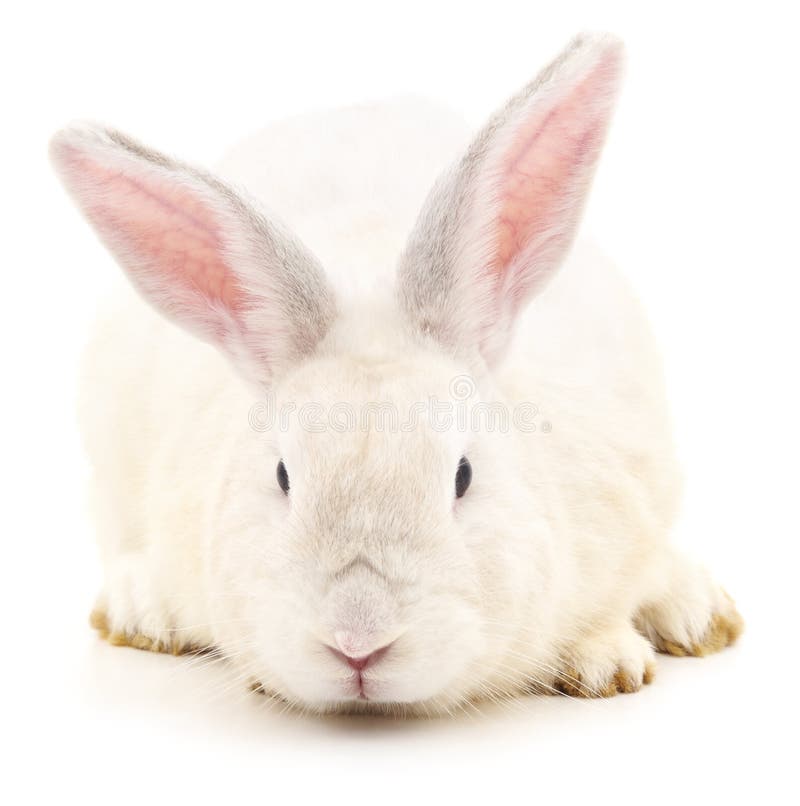 White rabbit in a hat stock photo. Image of celebrations - 138653316