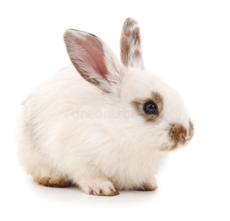 One white rabbit stock image. Image of mammals, affectionate - 171199825