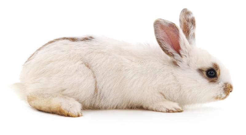 One white rabbit stock image. Image of mammals, affectionate - 171199825