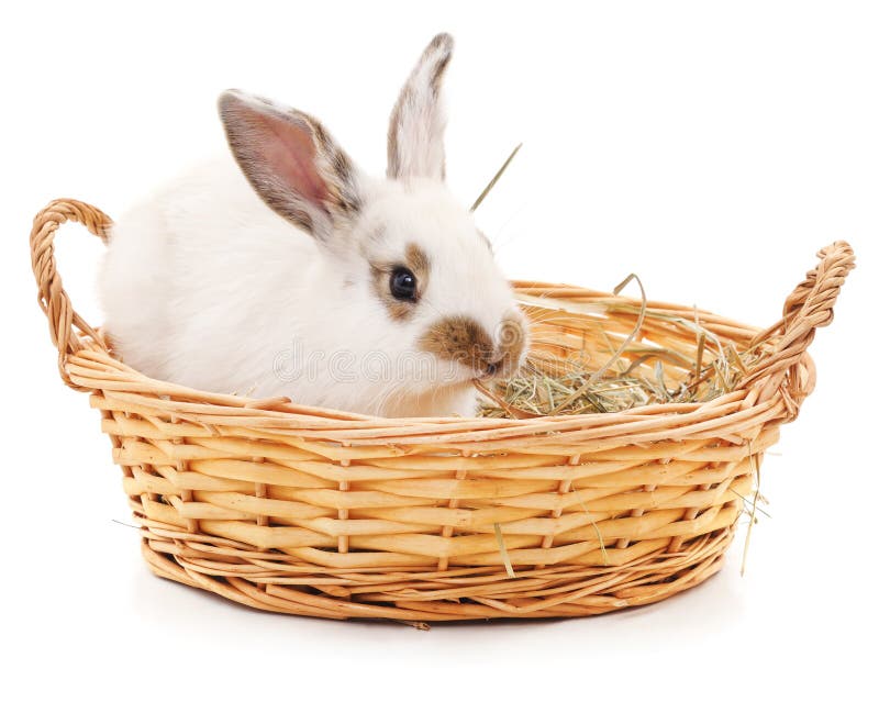 White rabbit in basket. stock photo. Image of holidays - 87306888