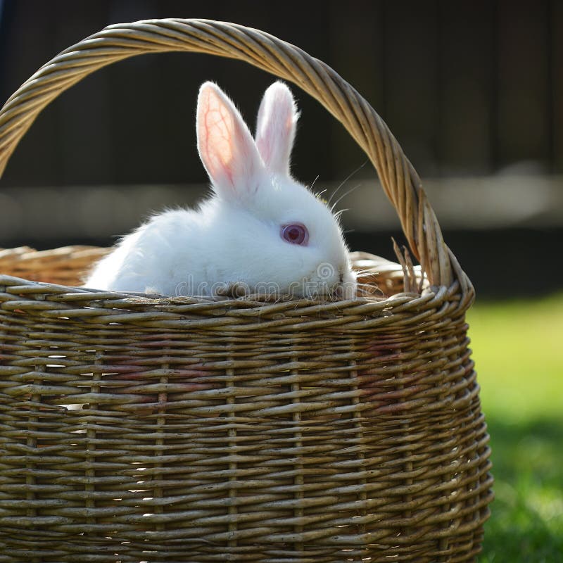 White rabbit stock image. Image of colors, basket, holiday - 54809687