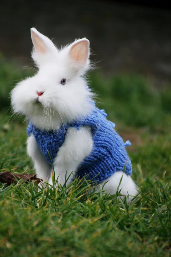 White rabbit stock image. Image of live, land, life, easter - 88935467