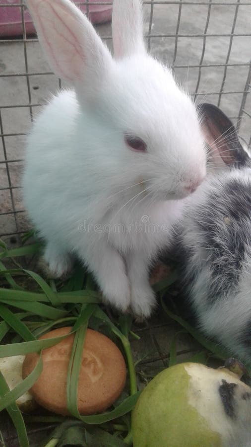 White rabbit beautiful stock image. Image of artist - 131161867