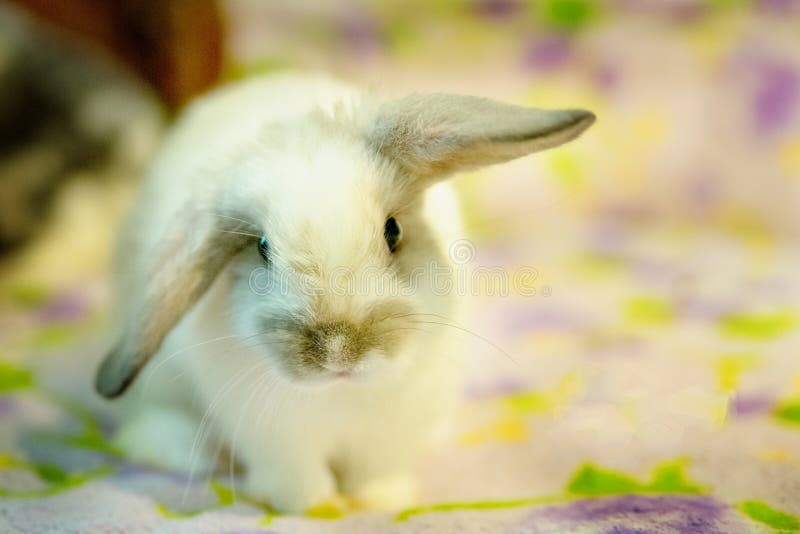 White Rabbit on Bed. Home Decorative Rabbit Outdoors Stock Photo ...