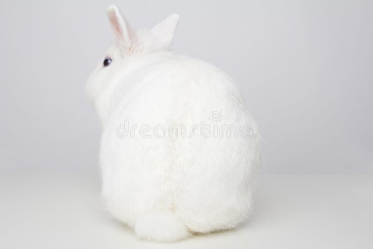 2,306 Back Rabbit Stock Photos - Free & Royalty-Free Stock Photos from ...