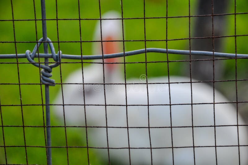 White rabbit from behind stock image. Image of pets, petshop - 28895827