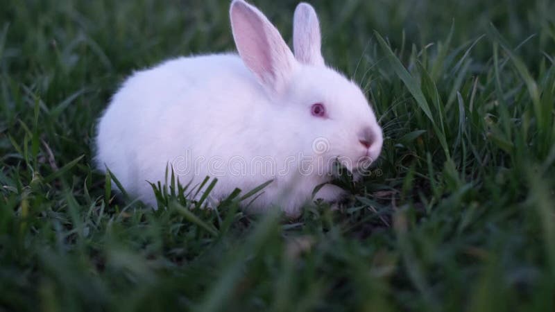 White Rabbit with Big Red Eyes on Green Grass. Breeding Rabbits on the ...