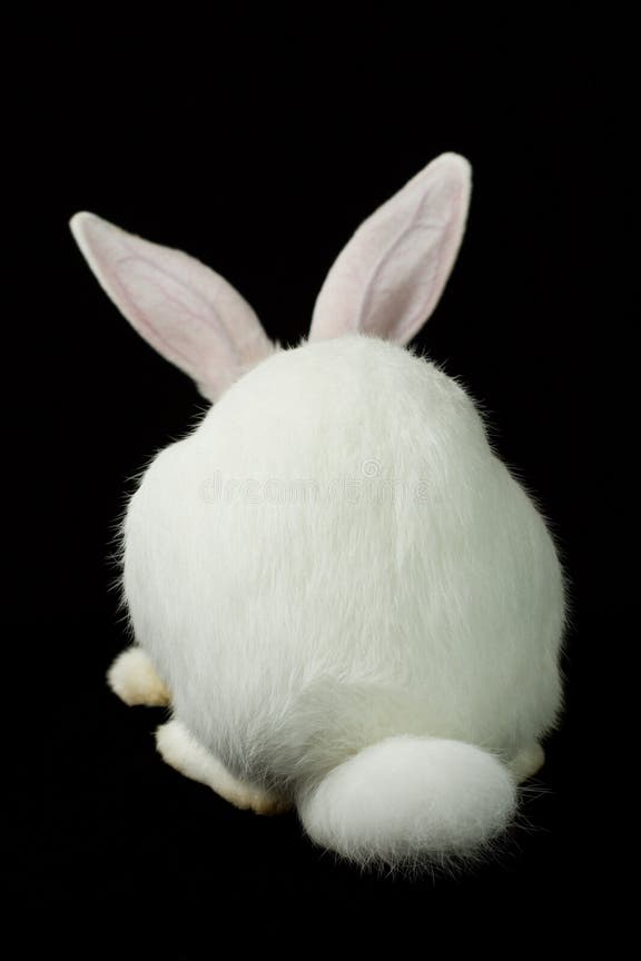 White Rabbit on a Black Background Stock Image - Image of clean, cute ...