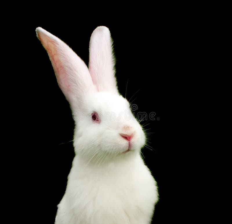 White Rabbit stock image. Image of ears, white, colored - 2052839