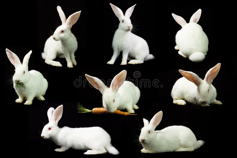 132,445 White Rabbit Stock Photos - Free & Royalty-Free Stock Photos ...