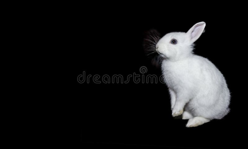 White Rabbit on a Black Background. Stock Photo - Image of texture ...