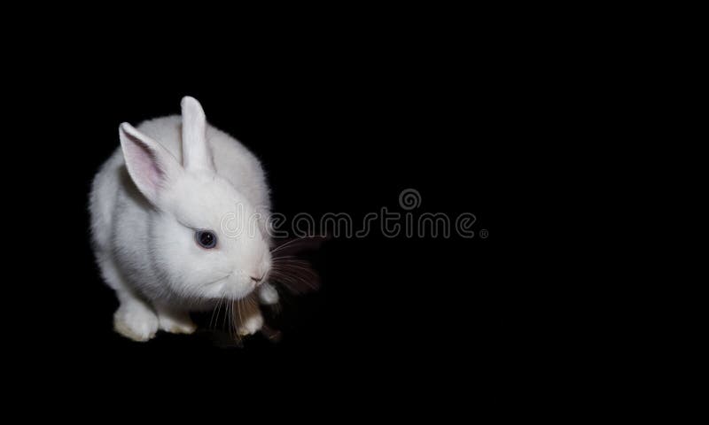 White Rabbit on a Black Background. Stock Photo - Image of texture ...