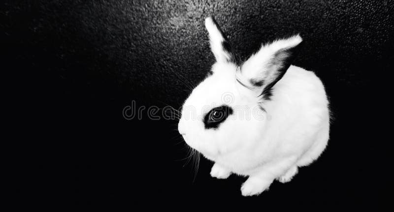 White Rabbit on the Black Background Stock Image - Image of beauty ...