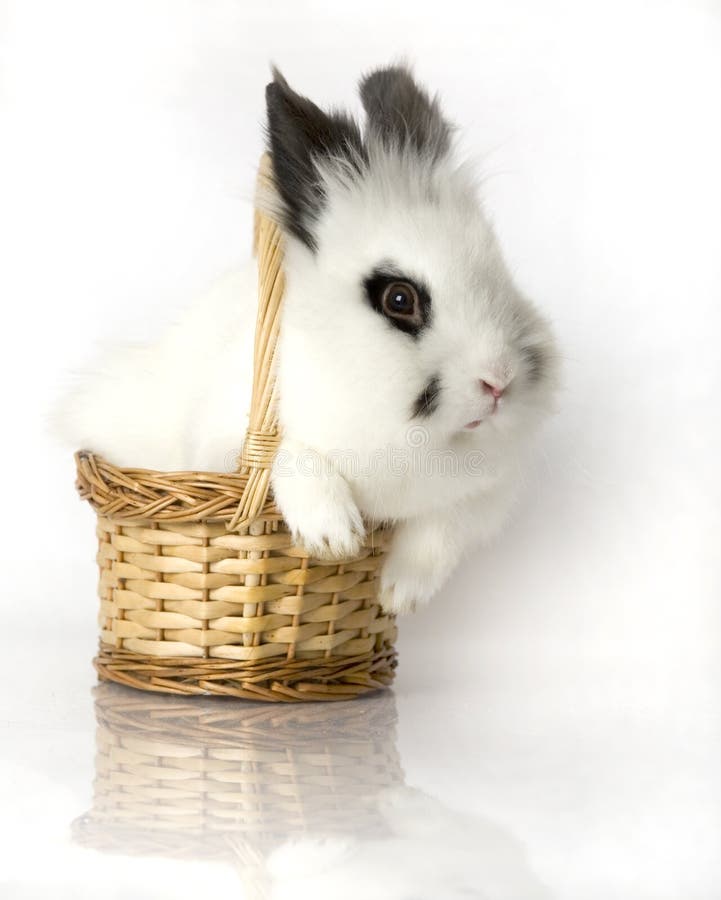 White Rabbit with Black Colored Eyes Stock Photo - Image of domestic ...