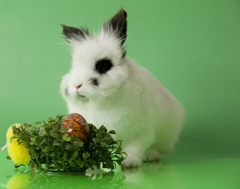 White Rabbit with Black Colored Eyes Stock Photo - Image of pets, hear ...