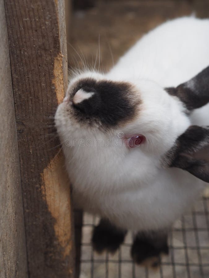 White Rabbit with Black Ears. the Content of the Rabbit in the Cage ...