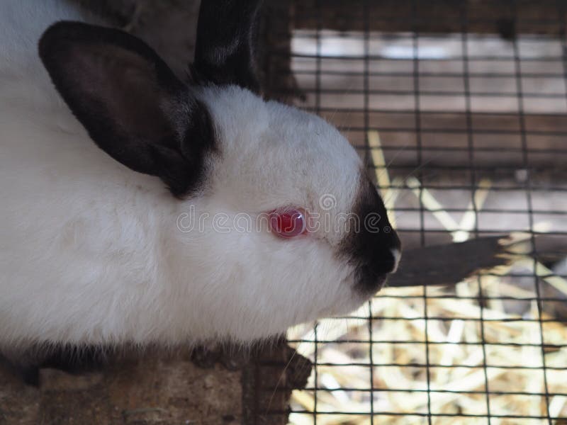 White Rabbit with Black Ears. the Content of the Rabbit in the Cage ...
