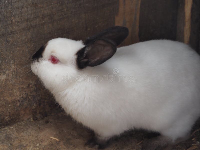 White Rabbit with Black Ears. the Content of the Rabbit in the Cage ...