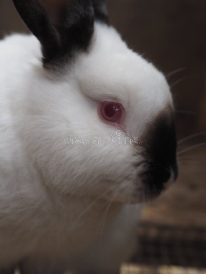 White Rabbit with Black Ears. the Content of the Rabbit in the Cage ...