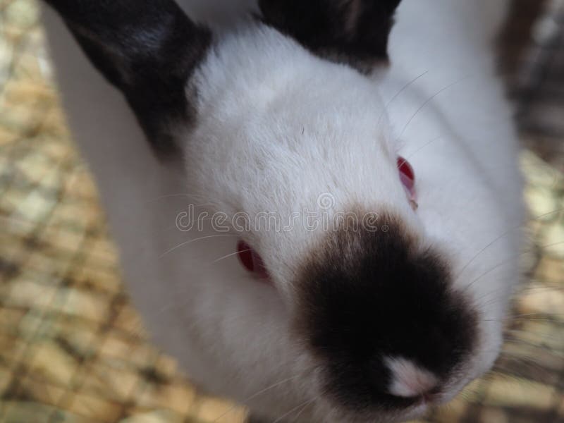 White Rabbit with Black Ears. the Content of the Rabbit in the Cage ...