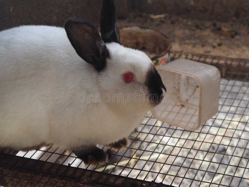 White Rabbit with Black Ears. the Content of the Rabbit in the Cage ...