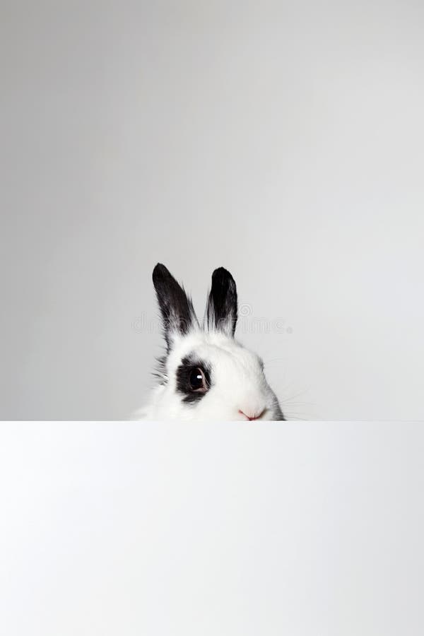 White Rabbit with Black Ears and Eyes. Funny Fluffy Rabbit Stock Image ...