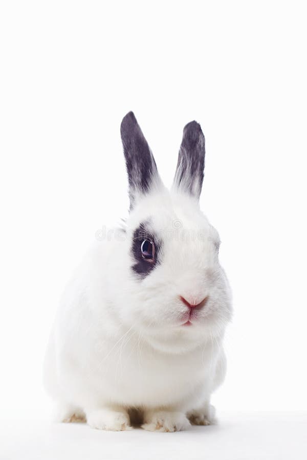Funny White Rabbit with Black Ears and Eyes Stock Image - Image of ...