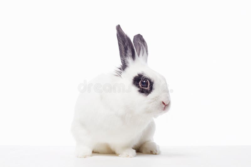 White Rabbit with Black Ears and Eyes. Funny Fluffy Rabbit Stock Photo ...